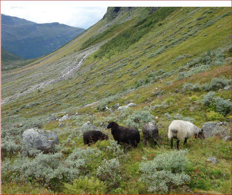 Rapporten frå beitekartlegginga i verdsarvområdet - Stranda kommune